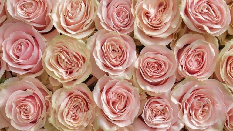 Pink Mondial - SAGA Flowers