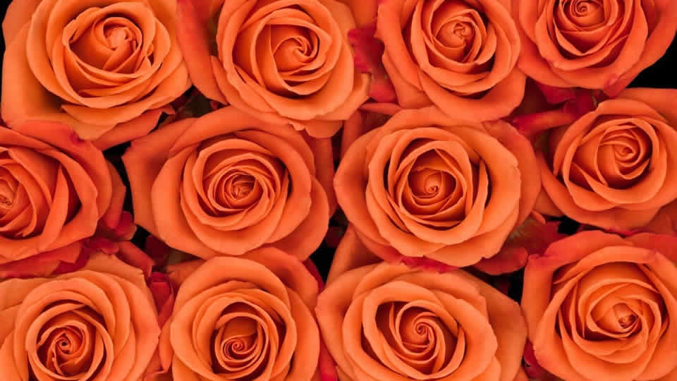 Orange Crush - SAGA Flowers